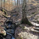 Tree Top Nature Trail, Alabama - 261 Reviews, Map | AllTrails