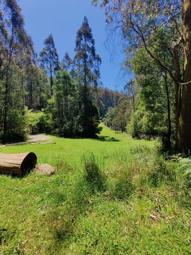 2023 Best 10 Easy Trails in Yarra Ranges National Park | AllTrails