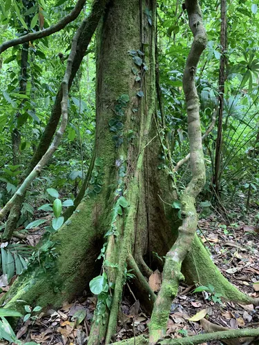 Best Hikes and Trails in Corcovado National Park | AllTrails