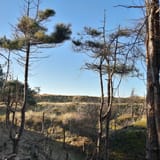 Newborough Forest Circular, Anglesey, Wales - 70 Reviews, Map | AllTrails