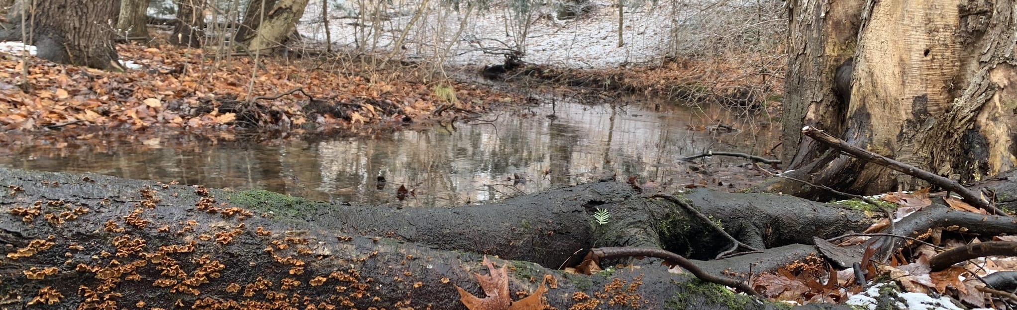 Port Sheldon Natural Area: South Loop: 28 Reviews, Map - Michigan ...