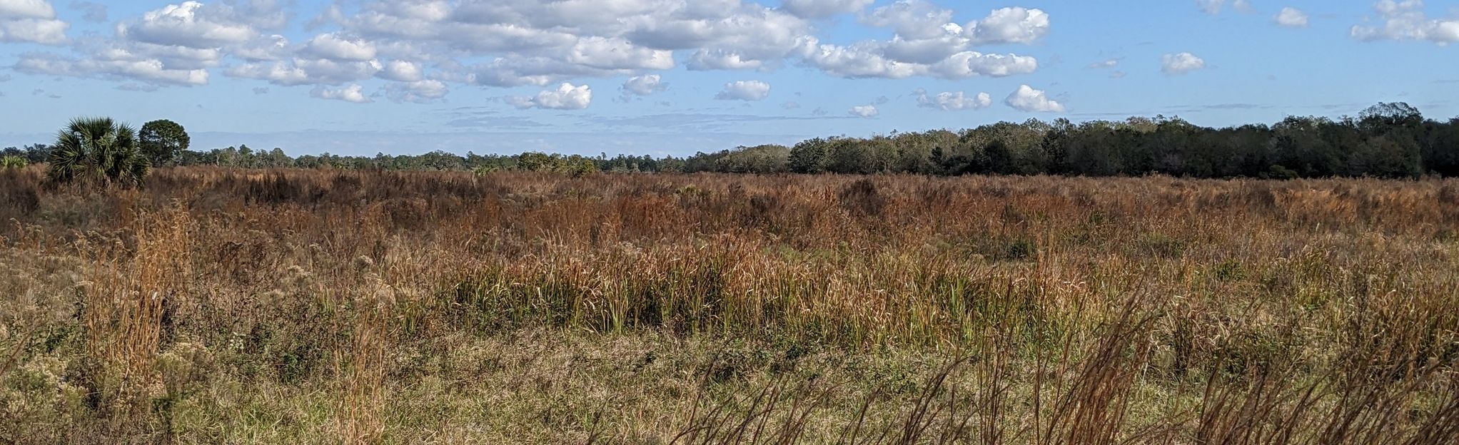 Balm Boyette Scrub West Red Trail, Florida - 30 Reviews, Map | AllTrails
