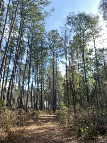 Best Hikes and Trails in Wakulla State Forest | AllTrails