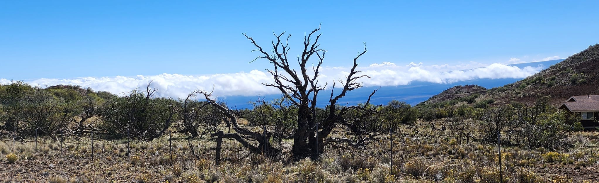 Ahinana Enclosure Mauna Kea Silversword Trail, Hawaii, Hawaii - 54 ...