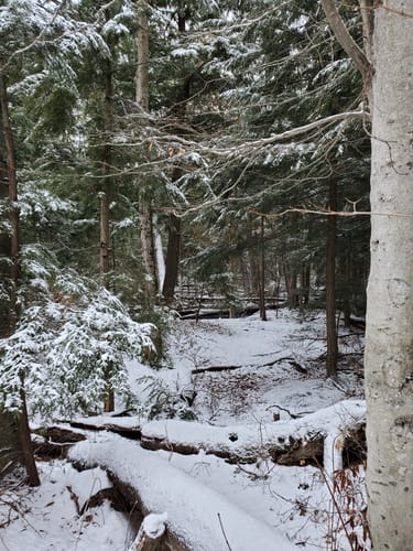 Best Hikes and Trails in Maple Bay Natural Area | AllTrails