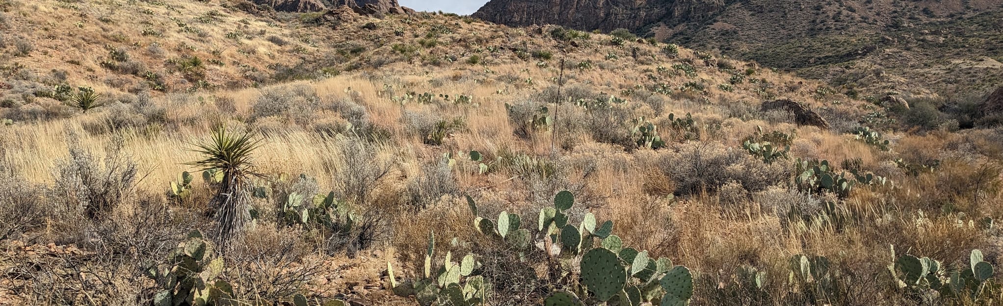 Oak Spring Trail, Texas - 63 Reviews, Map | AllTrails
