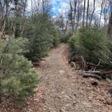 Pine Swamp Loop, New York - 1,050 Reviews, Map | AllTrails