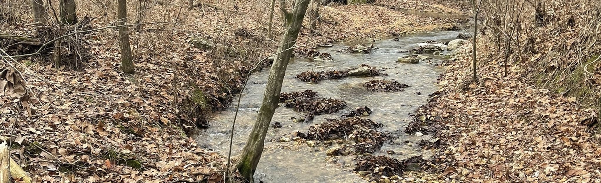 Sinking Stream Trail, Arkansas - 195 Reviews, Map | AllTrails