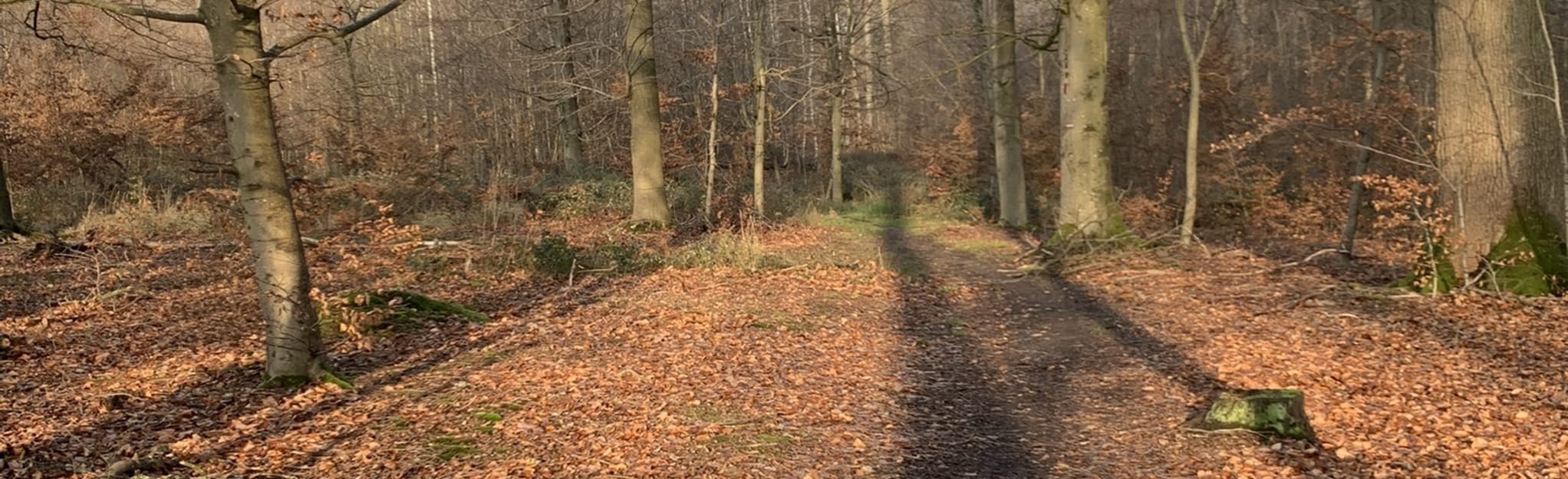 Circuit in the Forest of Marly, Yvelines, France - 3 Reviews, Map ...