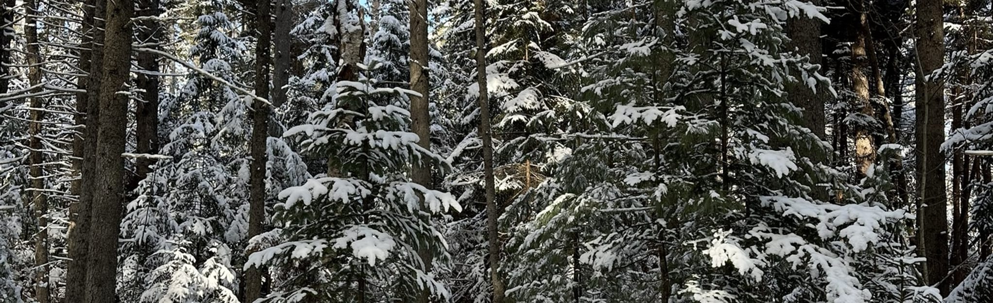 Moose Trail Loop, Maine - 44 Reviews, Map | AllTrails