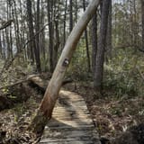Neusiok Trail, North Carolina - 92 Reviews, Map | AllTrails