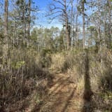 Neusiok Trail, North Carolina - 92 Reviews, Map | AllTrails