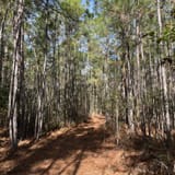 Neusiok Trail, North Carolina - 92 Reviews, Map | AllTrails