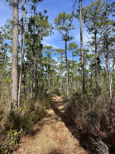 10 Best Hikes and Trails in Croatan National Forest | AllTrails