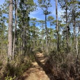 Neusiok Trail, North Carolina - 92 Reviews, Map | AllTrails