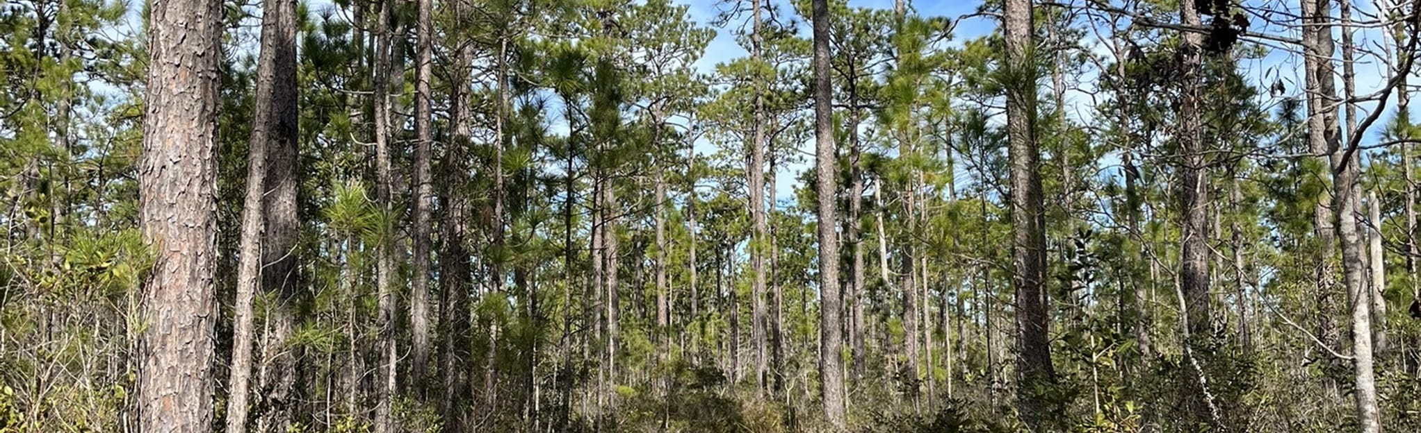 Neusiok Trail Southern Half, North Carolina - 73 Reviews, Map | AllTrails