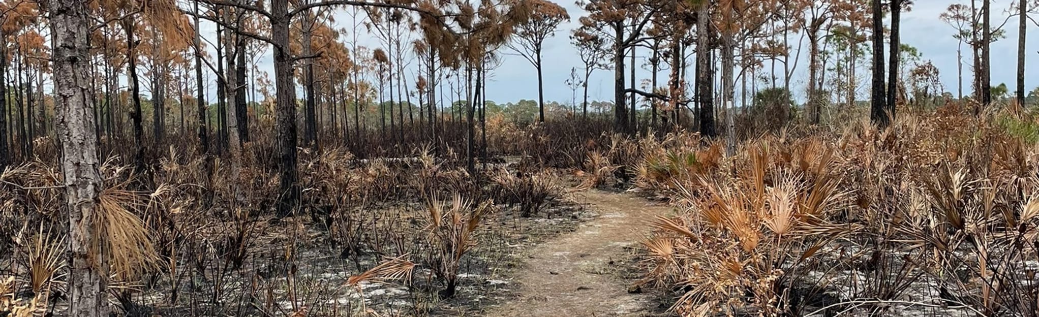 Savannah Preserve South End Lookout Trail: 55 Reviews, 42 Photos, Map ...