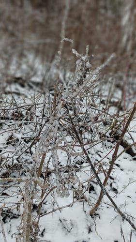 Best Hikes and Trails in Delphi Falls Park | AllTrails