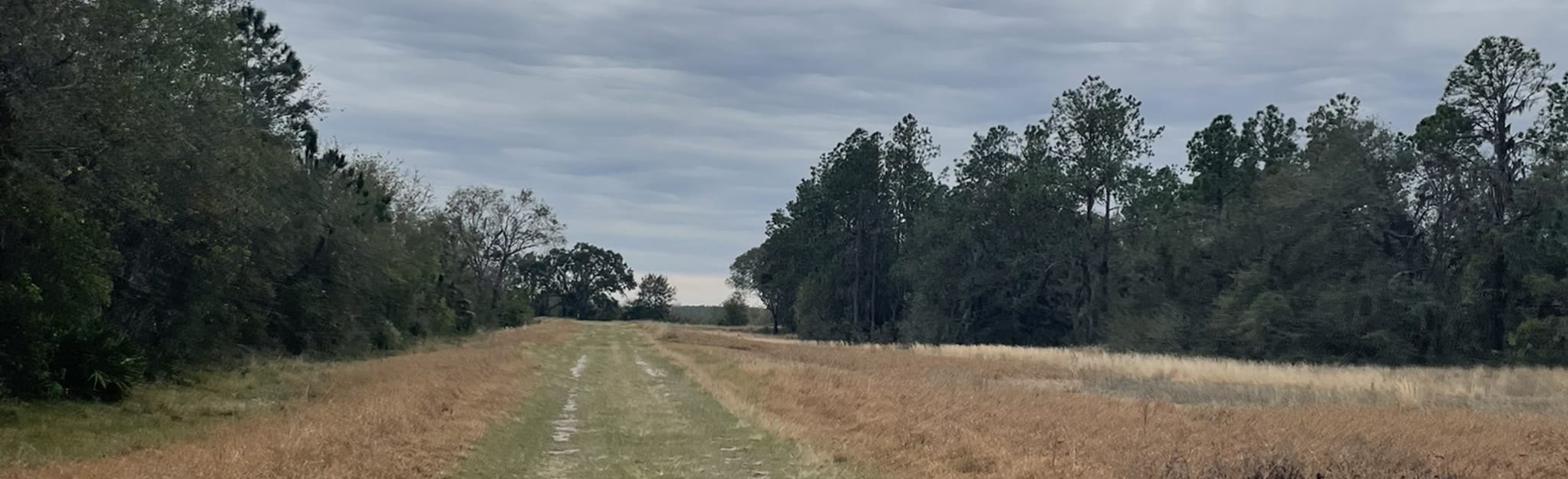 Se7en Wetlands- Wetland 2 Loop, Florida - 83 Reviews, Map | AllTrails