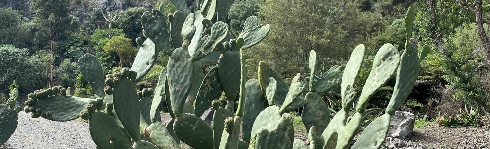 Te Puna Quarry Park Loop Walk: 6 Reviews, Map - Bay of Plenty, New ...