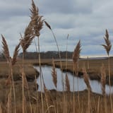 Barn Island Wildlife Management Area Trail, Connecticut - 594 Reviews ...