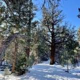 Alpine Pedal Path Trail, California - 842 Reviews, Map | AllTrails