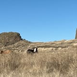 Towell Falls from Escure Ranch, Washington - 207 Reviews, Map | AllTrails