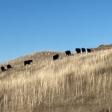 Towell Falls from Escure Ranch, Washington - 207 Reviews, Map | AllTrails