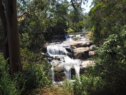 Best Hikes and Trails in Agnes Falls Scenic Reserve | AllTrails