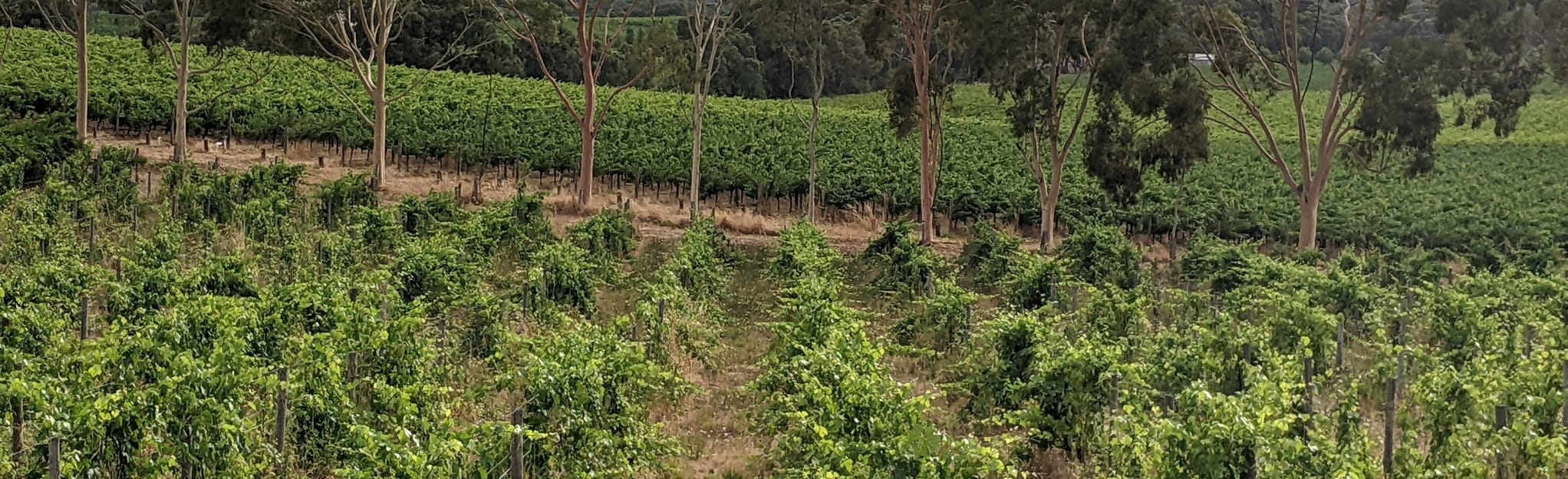 Shiraz Trail: 83 Reviews, Map - South Australia, Australia | AllTrails