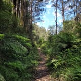 Tanglefoot Short Loop, Victoria, Australia - 283 Reviews, Map | AllTrails