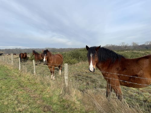 Best Hikes and Trails in Baddesley Common and Emer Bog Nature Reserve ...