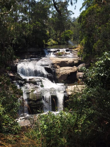 Best Hikes and Trails in Agnes Falls Scenic Reserve | AllTrails
