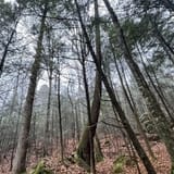 Split Bow Arch Loop, Kentucky - 181 Reviews, Map | AllTrails