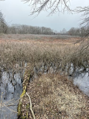 Best Hikes and Trails in Springfield Bog Metro Park | AllTrails