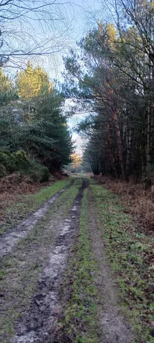 Best Hikes and Trails in Tunstall Forest | AllTrails