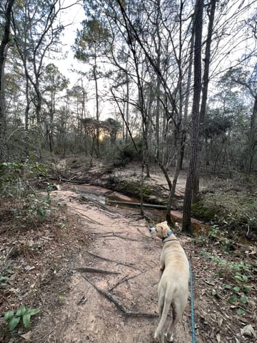 Best Hikes and Trails in Carl Barton Jr Park | AllTrails