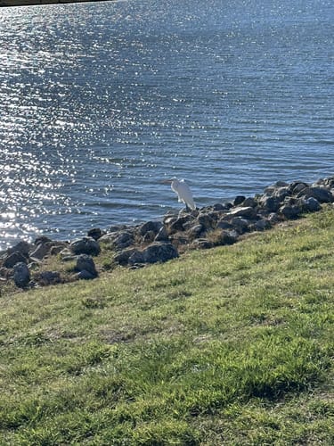 Best Hikes and Trails in Lake Pflugerville Park | AllTrails