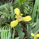 Cross Island Track and The Needle, Rarotonga, Cook Islands - 132 ...
