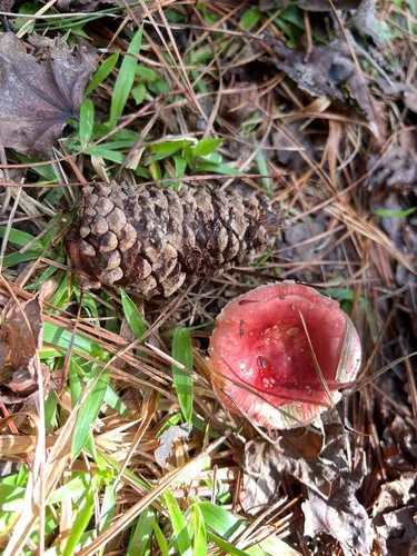 Best Hikes and Trails in Wakulla State Forest | AllTrails