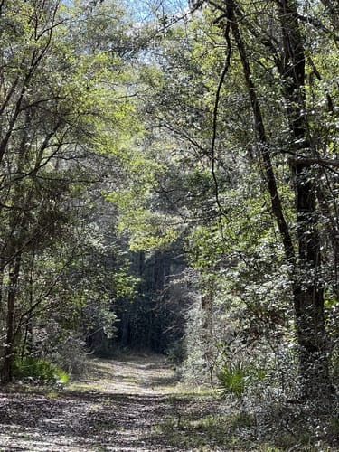 Best Hikes and Trails in Wakulla State Forest | AllTrails