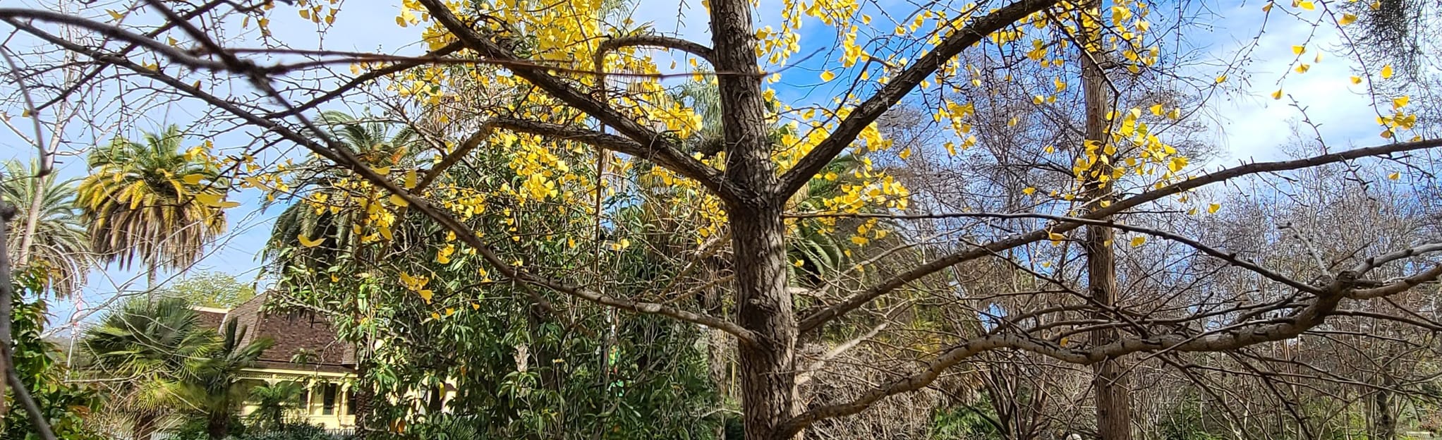 Fullerton Arboretum, California - 136 Reviews, Map | AllTrails