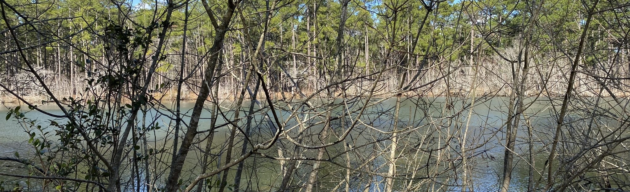 Pitcher Plant Bog Loop, Georgia - 12 Reviews, Map | AllTrails