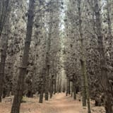 Bottle Lake Forest Blue Track, Canterbury, New Zealand - 238 Reviews ...