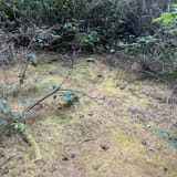 Bottle Lake Forest Blue Track, Canterbury, New Zealand - 238 Reviews ...