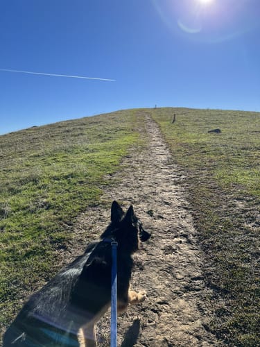 Best Hikes and Trails in Rush Ranch Open Space | AllTrails