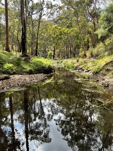 10 Best Hikes and Trails in Wombat State Forest | AllTrails