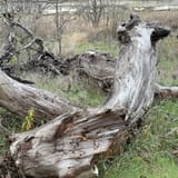 San Gabriel River Trail and Goodwater Loop, Texas - 886 Reviews, Map ...