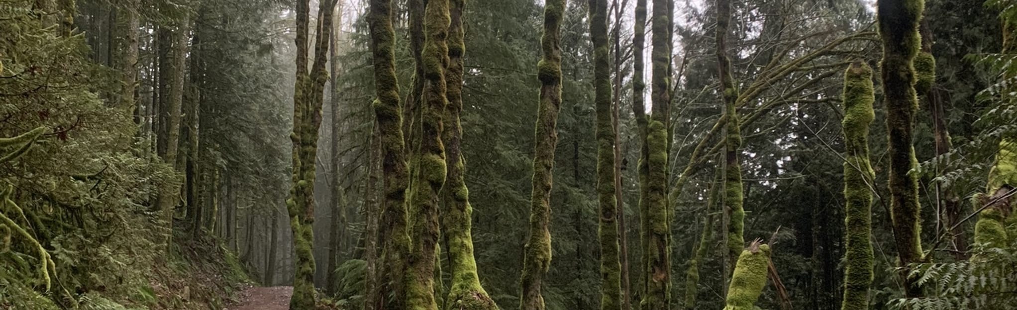 Upper Cypress Falls Loop, British Columbia, Canada - 76 Reviews, Map ...