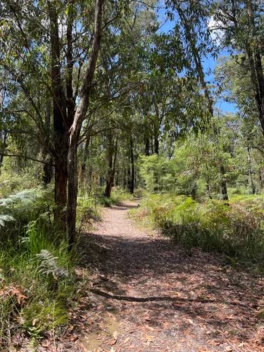 Best Hikes and Trails in Mirboo North | AllTrails